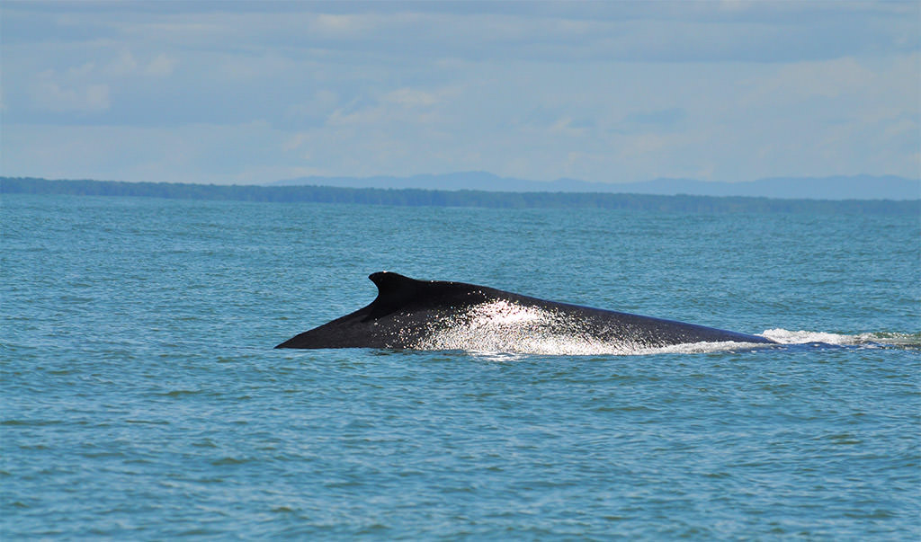 Cetacean Biology - Costa Rica - Dolphin Tour